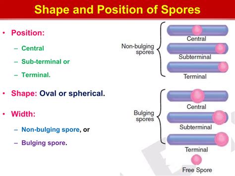 Bacterial Morphology Ppt