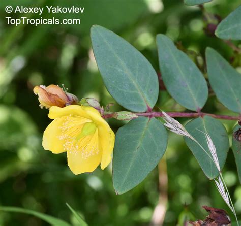 Hypericum Sp St John Wort