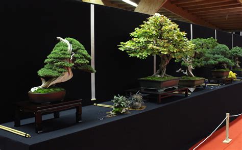 Bonsai-San | Bonsai Bark