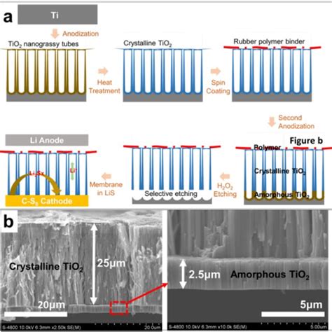a schematic illustration of the fabrication of the free standing tio2 download scientific