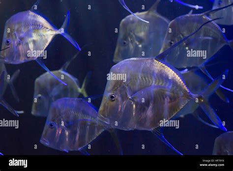 Selene Vomer Fotos Und Bildmaterial In Hoher Auflösung Alamy