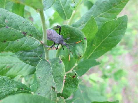 Blue Jay Barrens Leaf Footed Bug
