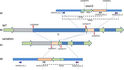 Eukaryotic Gene Structure