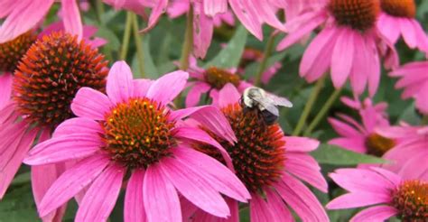 10 Best Nectar Producing Plants For Honey Bees And Other Pollinators