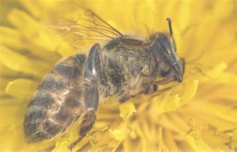 Assessing The Impact Of Neonicotinoids In Africa