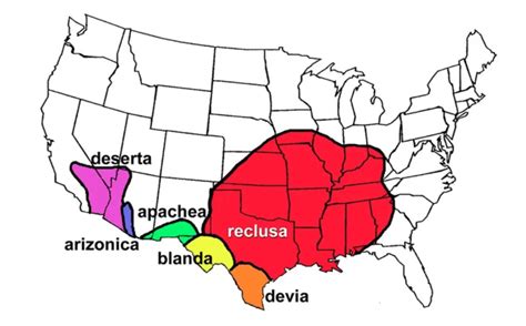 Weekly What Is It Brown Recluse Ufifas Extension Escambia County