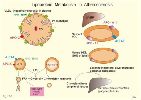 Apoprotein A Apolipoprotein Lp A