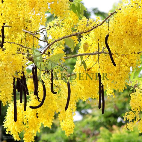 Buy Amaltas Tree Golden Shower For Vibrant Yellow Flowers Gardener Pk