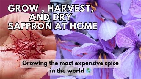 Saffron Drying Process At Victoria Jenkins Blog