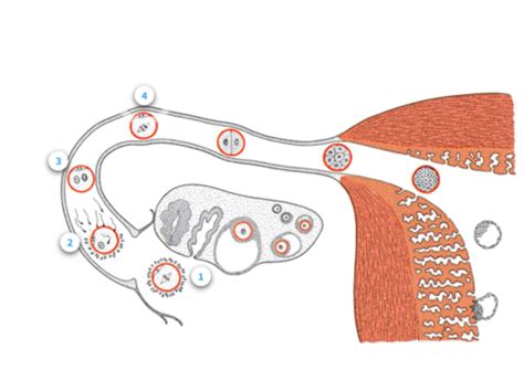 Human Development Week 3 Flashcards Quizlet