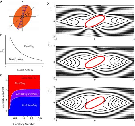 A The Schematic Of A Vesicle Under Shear Flow Showing The Definition