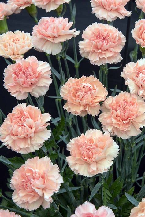 Carnation Flower Farm At Joseph Auricht Blog