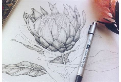 Botanical Illustration By Edith Rewa