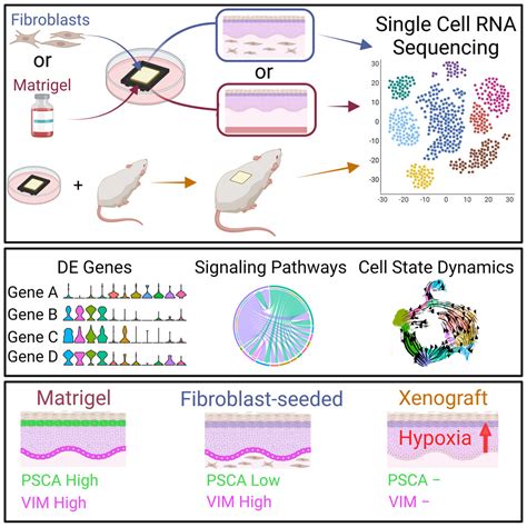 Single Cell Transcriptomics Of Human Skin Equivalent Organoids Cell