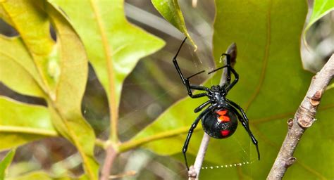 Black Widow Spider Kills Its Partner After Sex Spider Sex Sex केल्यानंतर आपल्या पार्टनरचा जीव