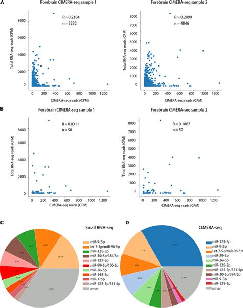 Genome Wide And Cell Type Selective Profiling Of In Vivo Small Noncoding Rnatarget Rna