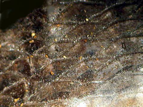 Practicing Scales Looking At Scales From A Selection Of Organisms