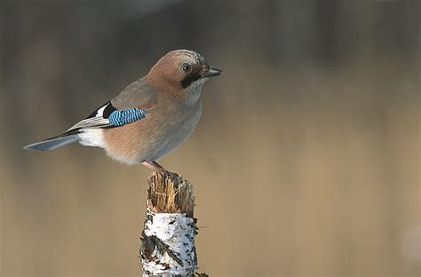 Сойка (Garrulus glandarius)