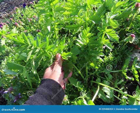 Person Showing Large Parsnip Growing In Garden Stock Image Image Of