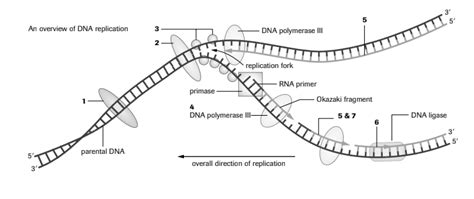 Dna Replication Unlabeled
