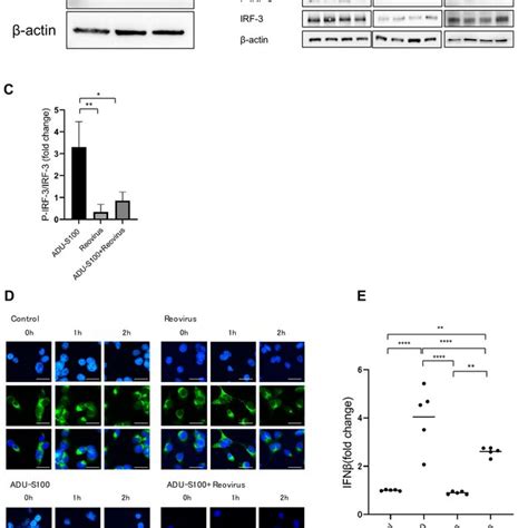 Tumor Growth In The Ct26 Cell Double Subcutaneous Injection Syngeneic