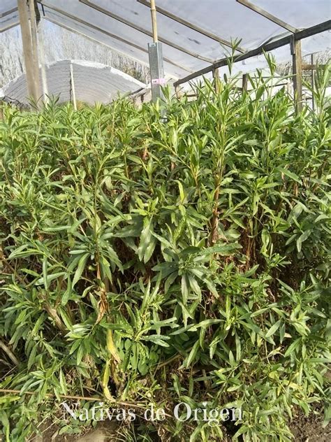 Chilca Planta Nativa