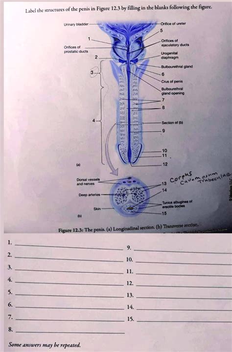 Solved The Structures Of The Penis In Figure 12 3 By Gilling In The