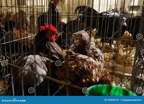 Shallow Depth Of Field Selective Focus Image With Various Breeds Of Chicken In Cages At A