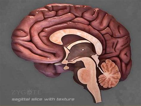 тархины бүтэц