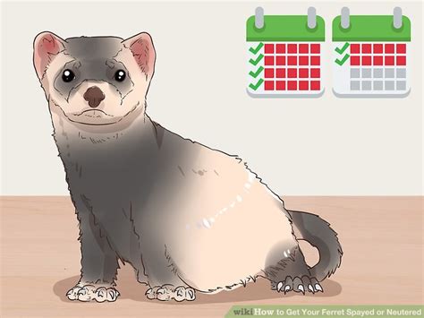 How To Get Your Ferret Spayed Or Neutered 13 Steps
