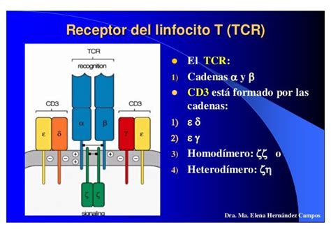 Ontogenia Del Linfocito T Y Tcr