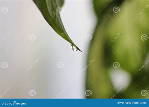 Guttation On A Leaf Is The Exudation Of Drops Of Xylem Sap On The Tips