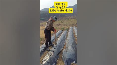 텃밭농사 싹이 난 감자심기 감자 고추 모종 심는기계 Youtube