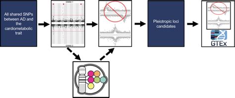 Bivariate Gwas Analysis Workflow Starting With All The Snps That Were