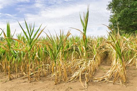 Drought Decimates Zimbabwes Corn Crop