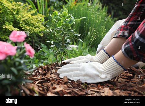 Woman Mulching Plant With Bark Chips In Garden Closeup Stock Photo Alamy