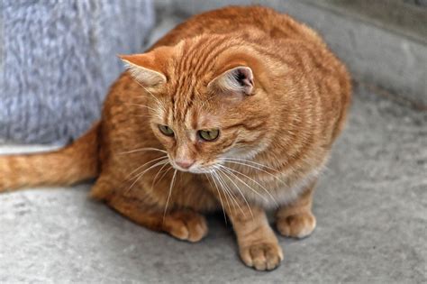 Tabby Cat Breeds Colours Markings Cat World