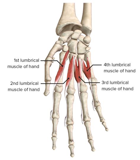 Lumbricals Innervation