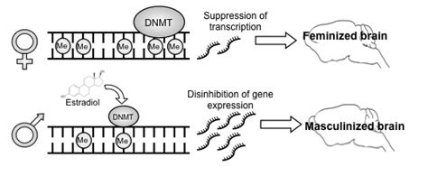 Adventures In Studying Brain Sex Differences The Node