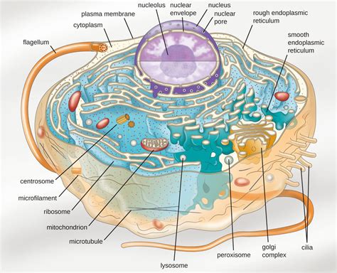 3 4 Unique Characteristics Of Eukaryotic Cells Microbiology Openstax Celula Eucariota
