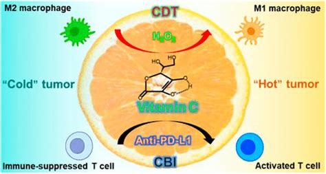 负载维生素 C 的脂质体促进肿瘤相关巨噬细胞极化用于癌症免疫治疗 Acs Nano X Mol