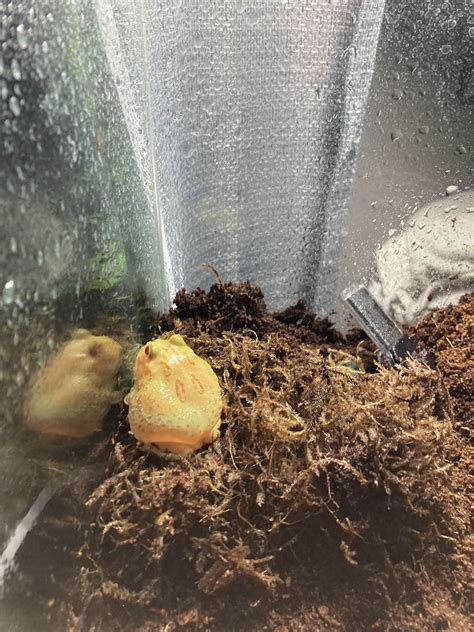 Slippy 🐸 R Pacmanfrog