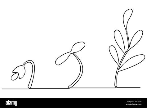 Continuous Single Line Art Drawing Of Plant Growth Processing From Seed Outline Vector Stock