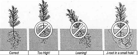 Seedling Planting Instructions Speak For The Trees Boston
