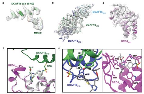 Covalent Modifiers Template Assisted Covalent Modification Of Dcaf16 Underlies Activity Of Brd4