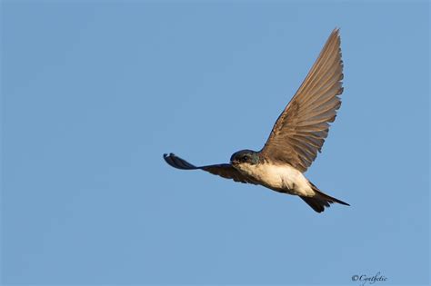 Tree Swallow Birdforum Tree Swallow Birdforum