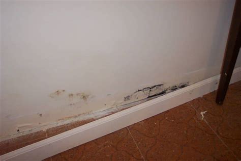 How To Detect Household Mold