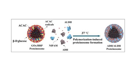 Polymerization Induced Proteinosome Formation Initiated By Artificial Cells Langmuir