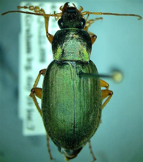 Chlaenius Sericeus Bugguidenet