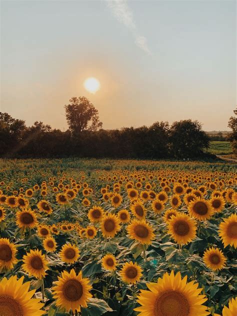 The Most Beautiful Sunflower Fields In The Uk Artofit